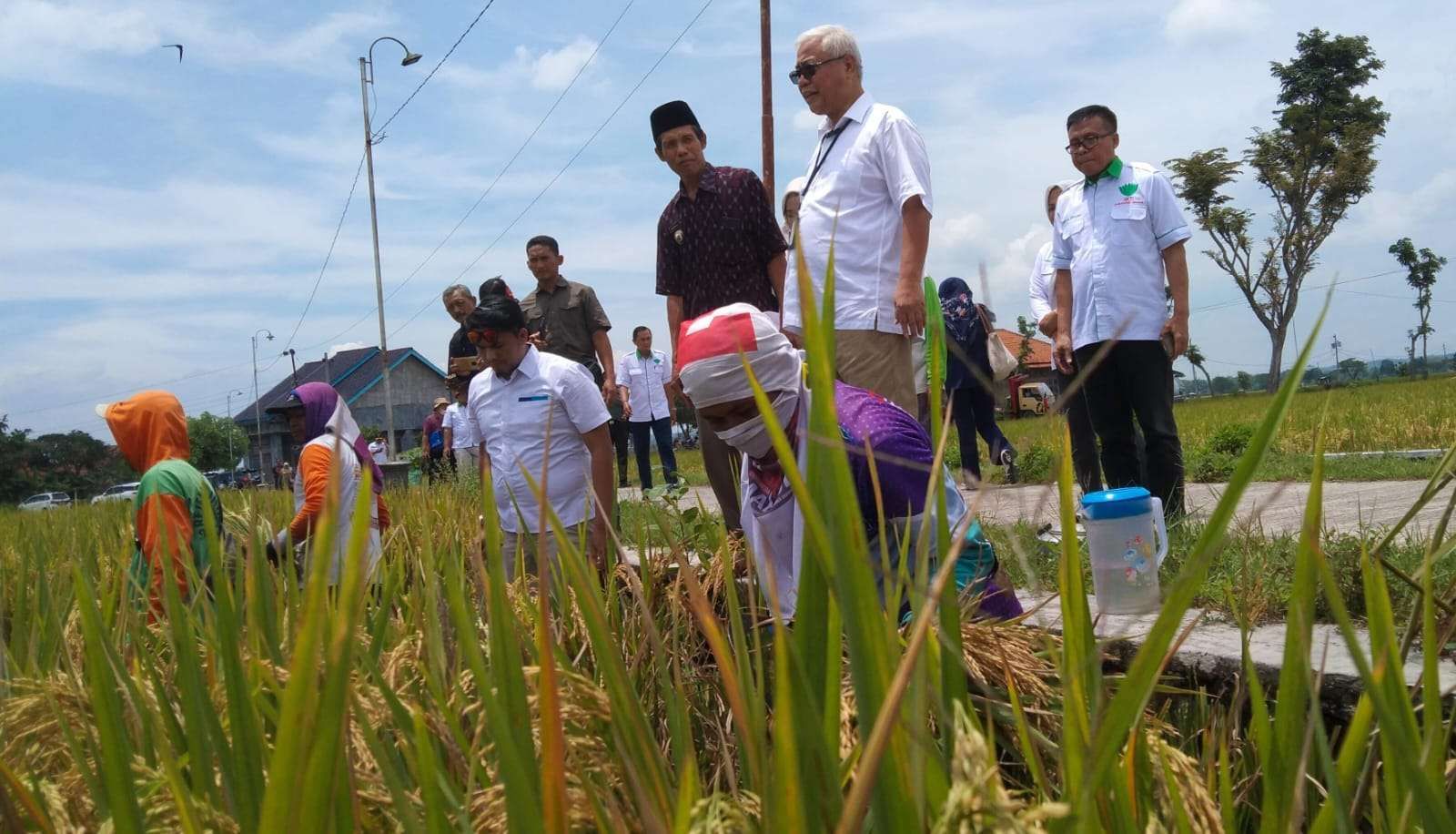 Sragen Ditargetkan Jadi Pemasok Beras Terbesar di Solo Raya, Bulog Optimalkan Serapan Gabah ...