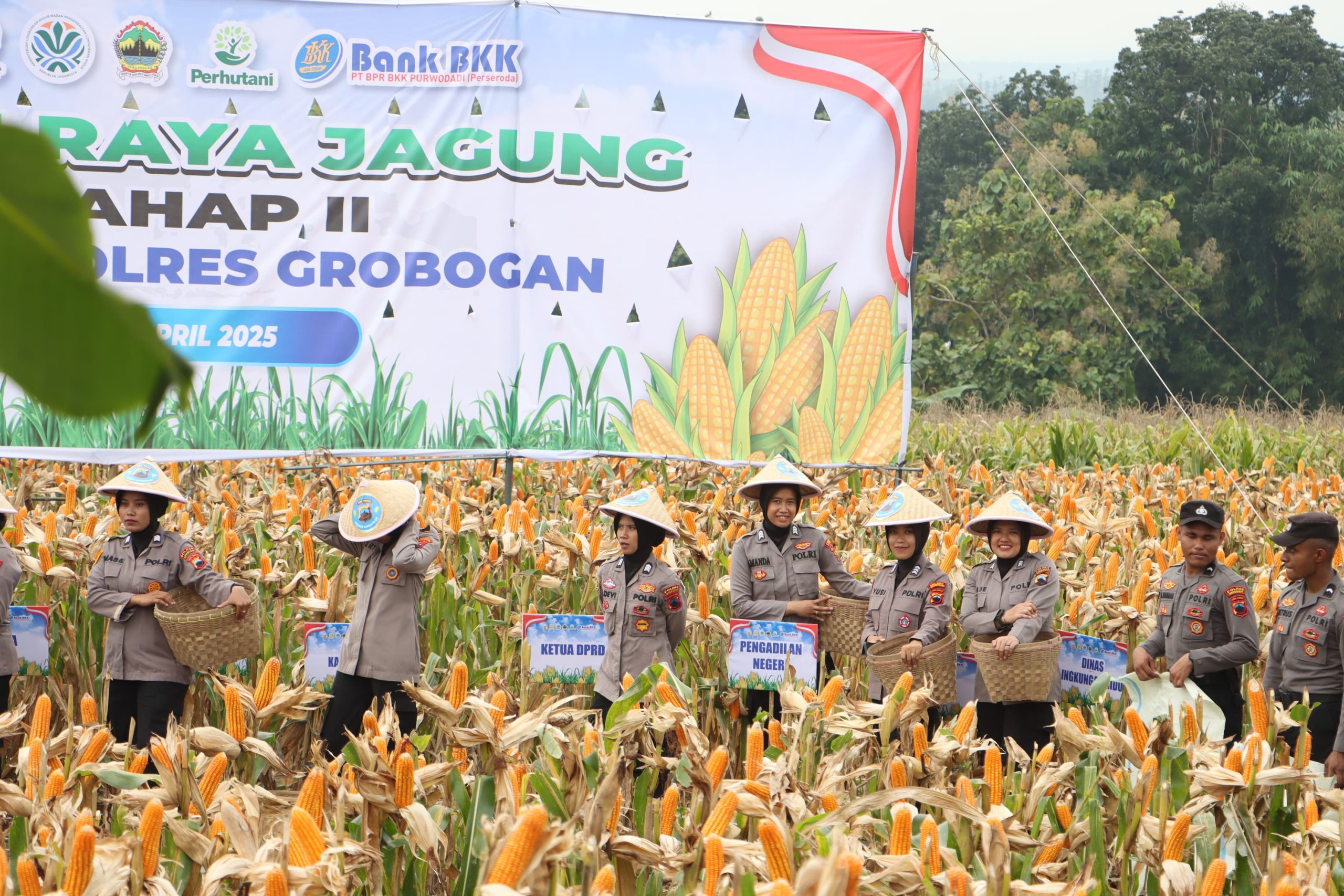 Panen Raya Jagung 2025: Polres Grobogan Bina 543 Hektare Lahan untuk Swasembada Pangan – PRUDENSI