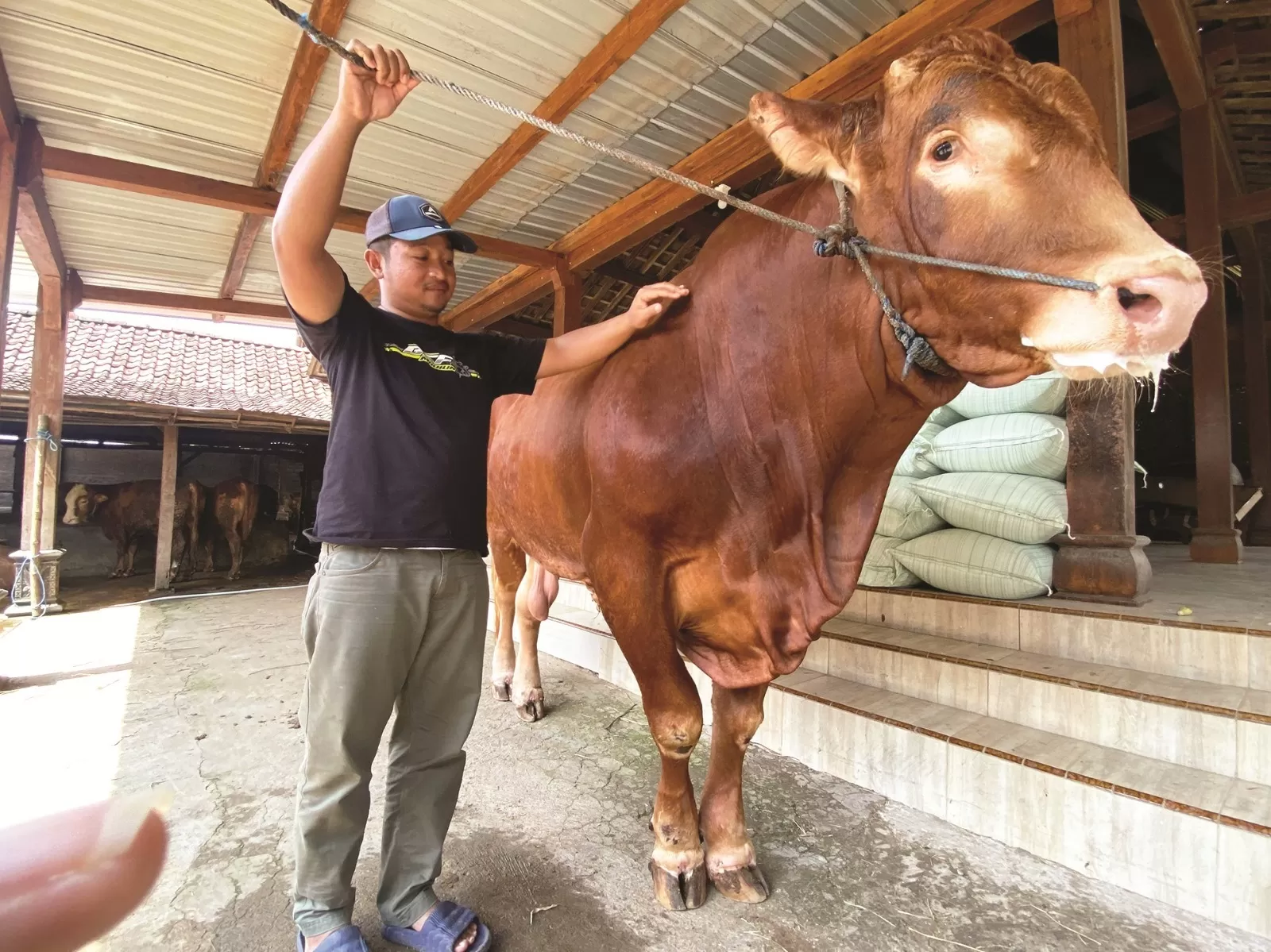 Sapi Limosin 1,1 Ton Asal Madiun Dilirik Presiden Prabowo untuk Kurban ...