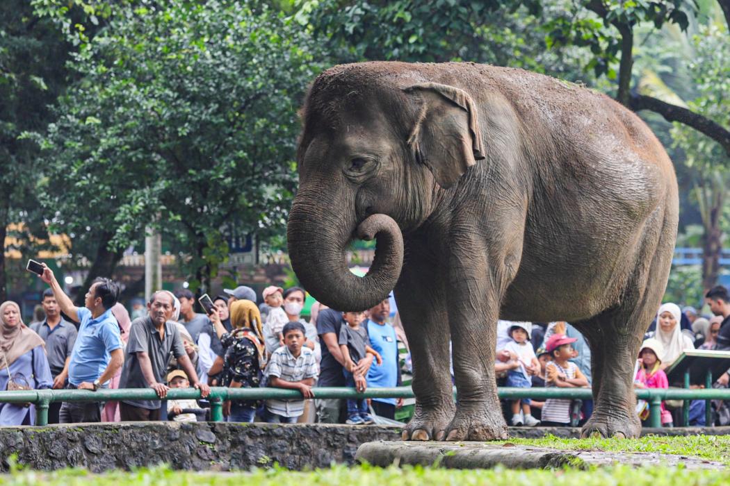 Puncak Libur Akhir Tahun, Wisatawan Padati TM Ragunan – PRUDENSI